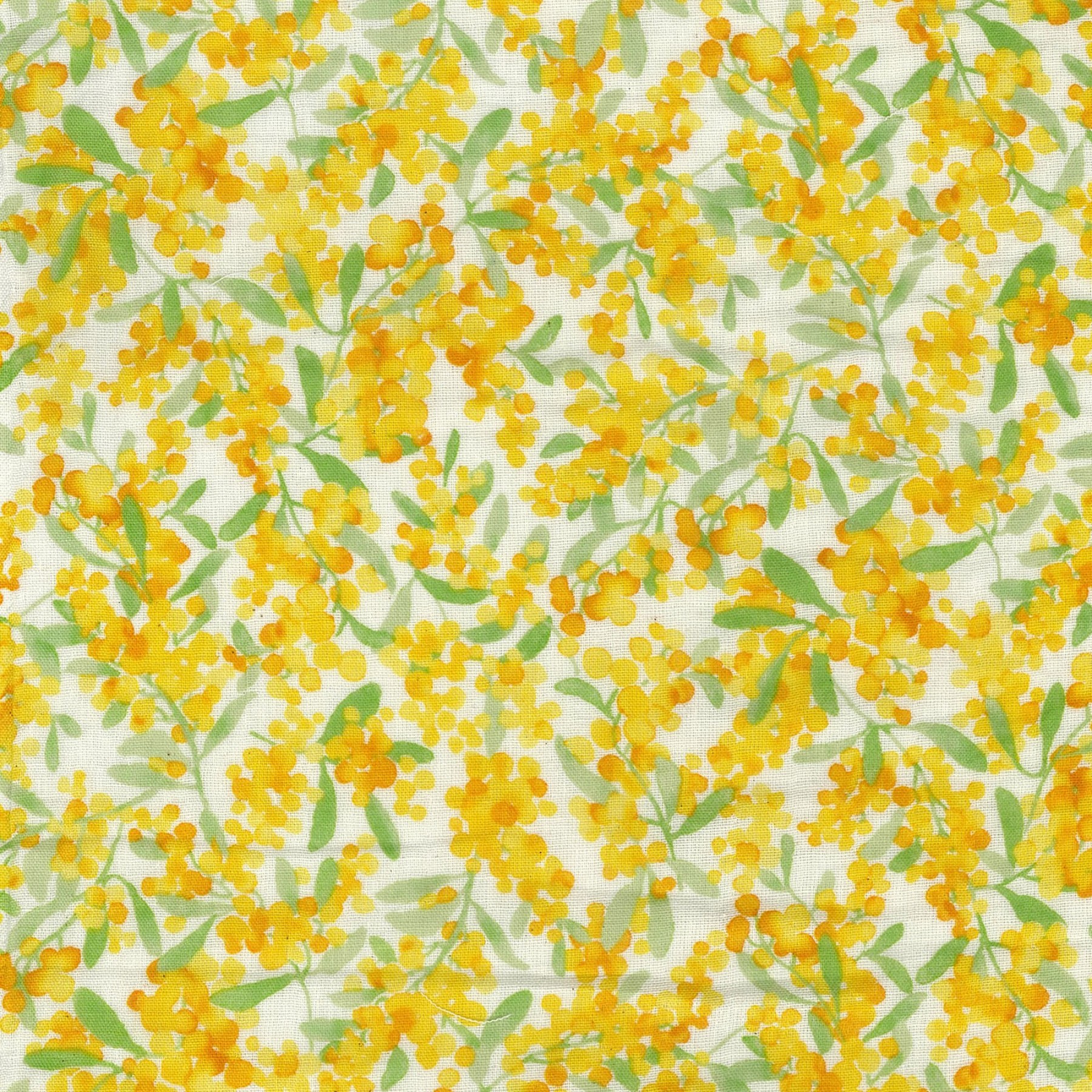 One Flower - Mimoza | EE Schenck Company