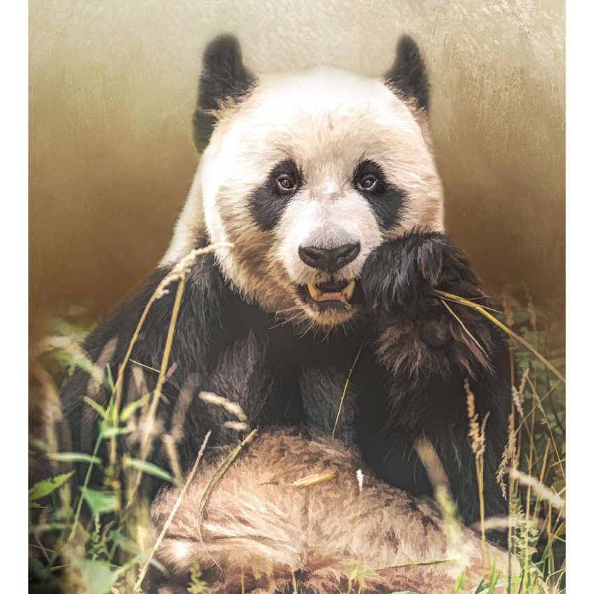Giant Panda Bear | EE Schenck Company